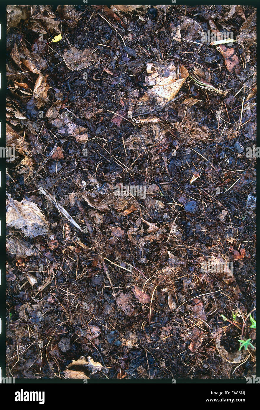Compost close up hi-res stock photography and images - Alamy