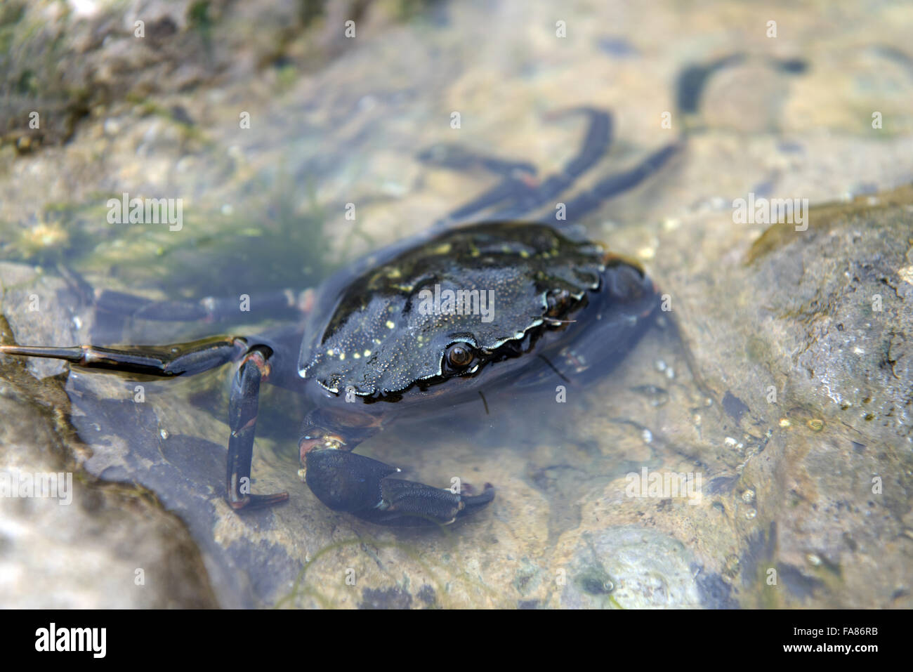 Crab in rockpool hi-res stock photography and images - Alamy