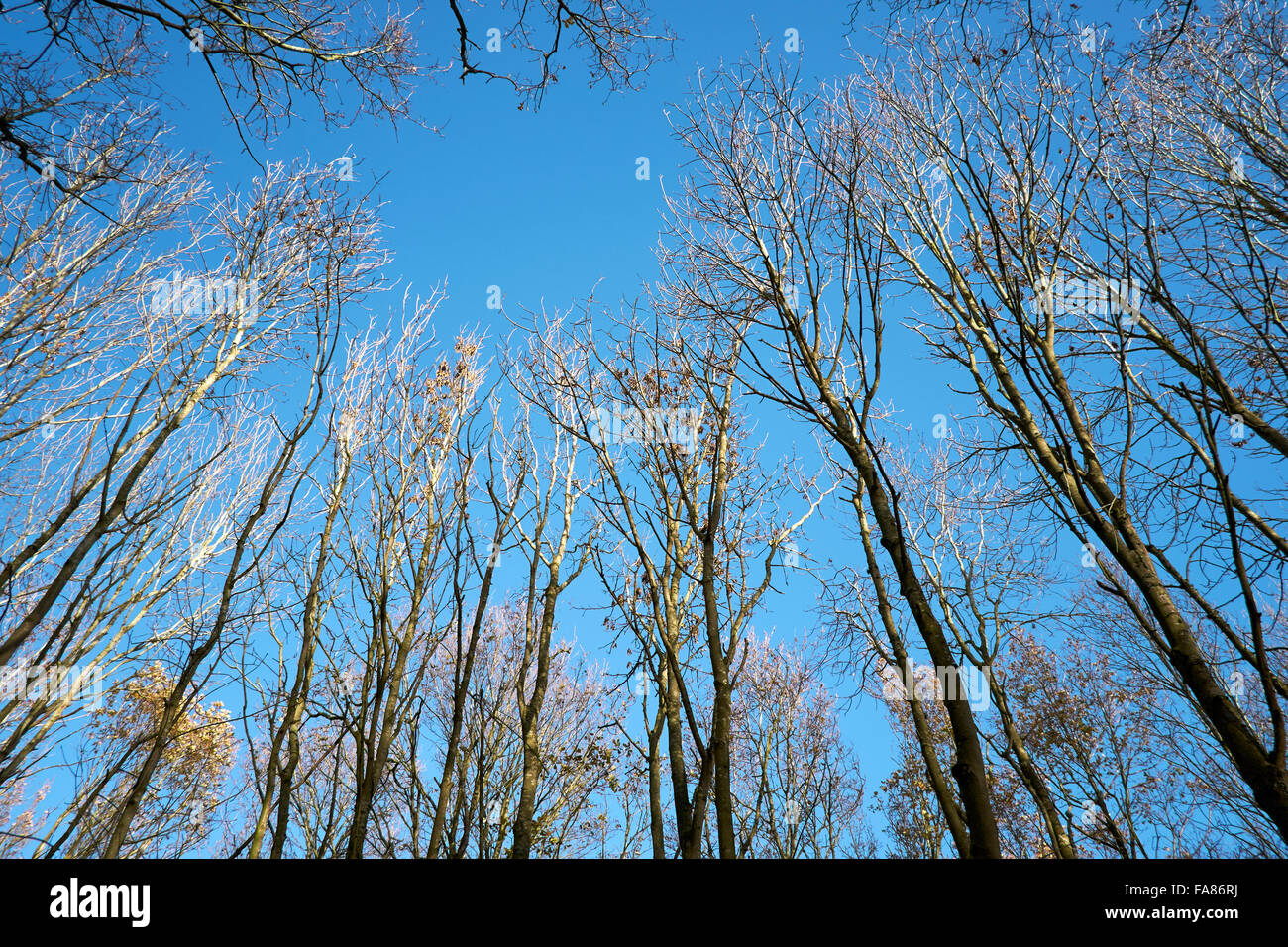 Stand of Trees in Woodland Stock Photo - Alamy