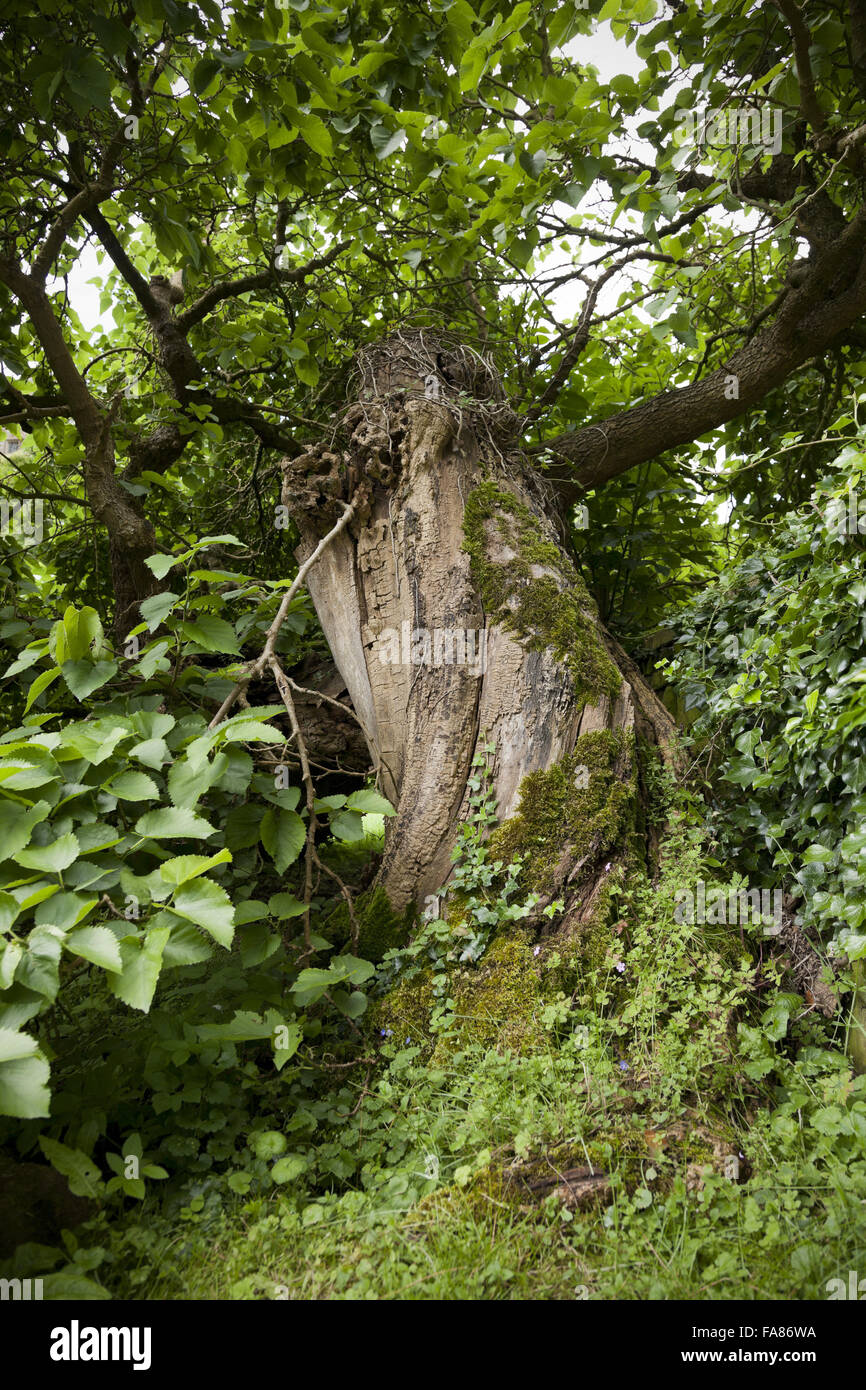 Mulberry bush hi-res stock photography and images - Alamy