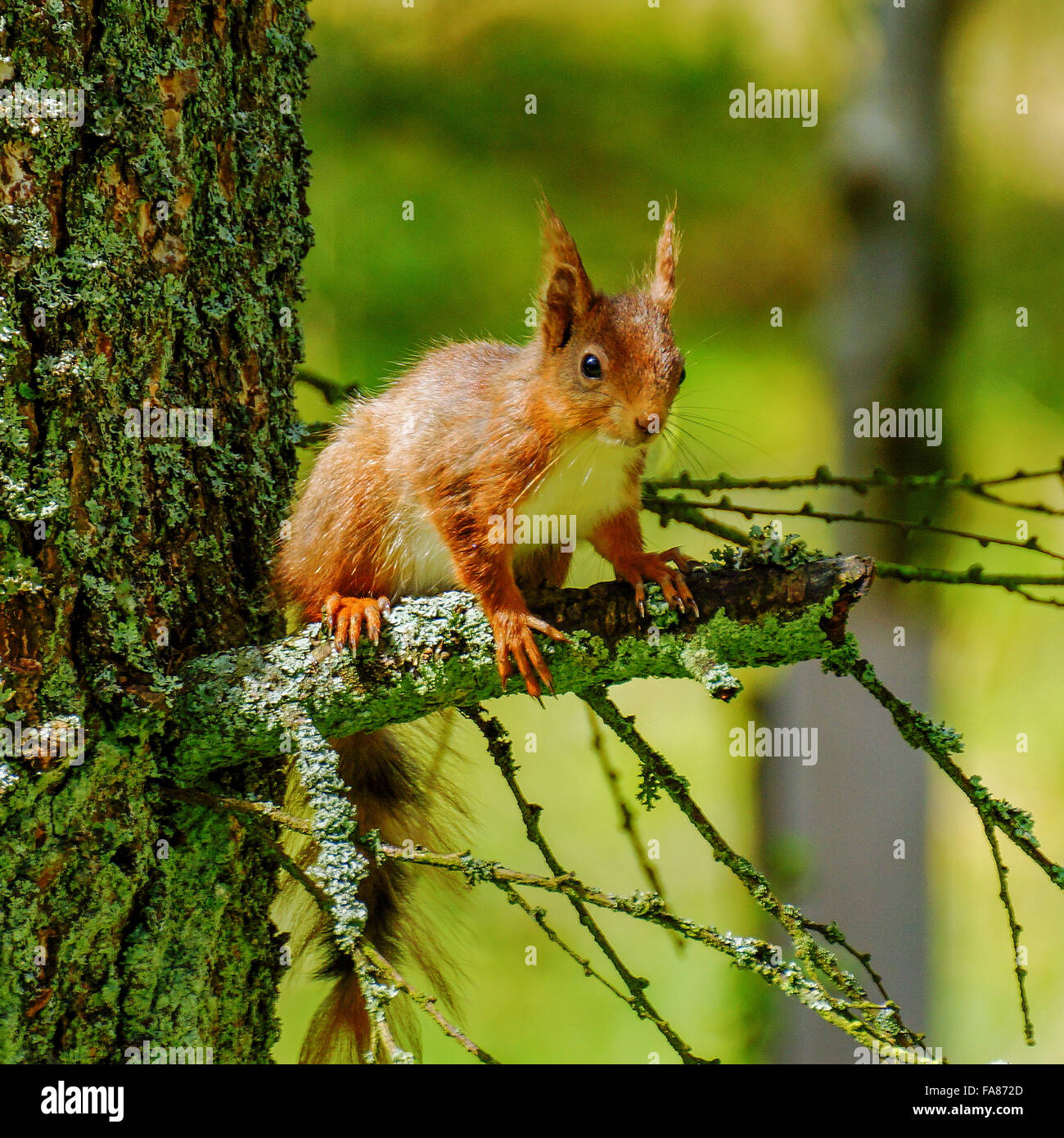 Red squirrels in North Yorkshire Dales Stock Photo - Alamy