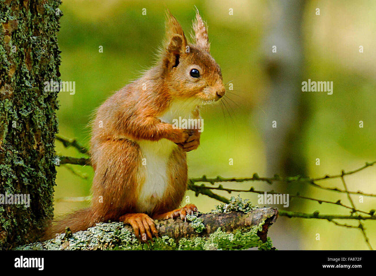Red squirrels in North Yorkshire Dales Stock Photo - Alamy