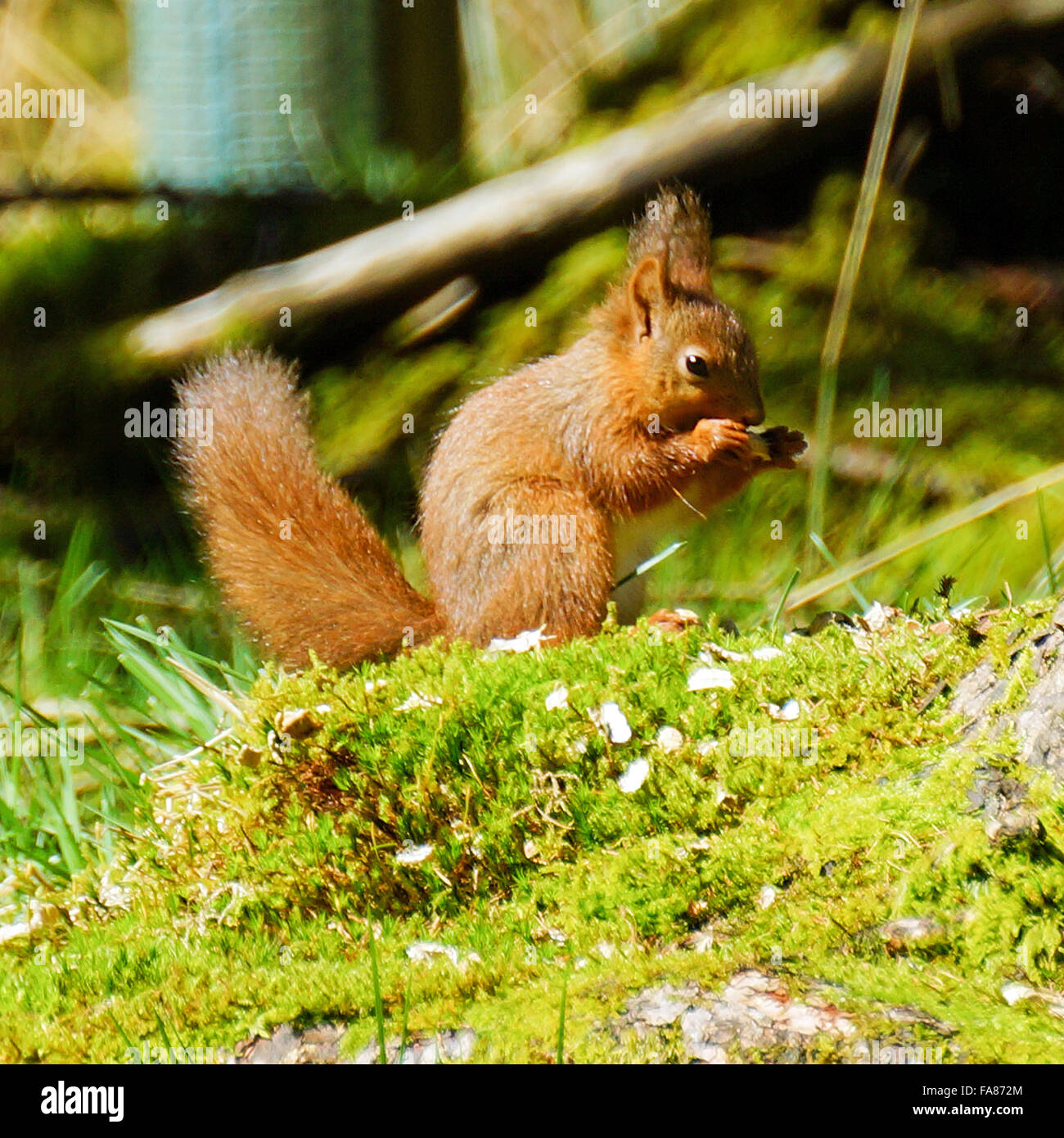 Red squirrels in North Yorkshire Dales Stock Photo - Alamy