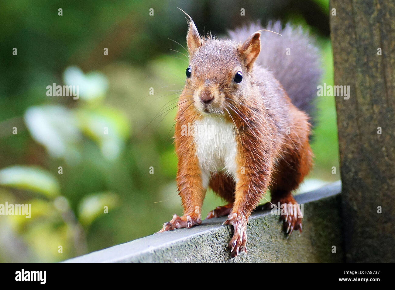 Red squirrels in North Yorkshire Dales Stock Photo - Alamy