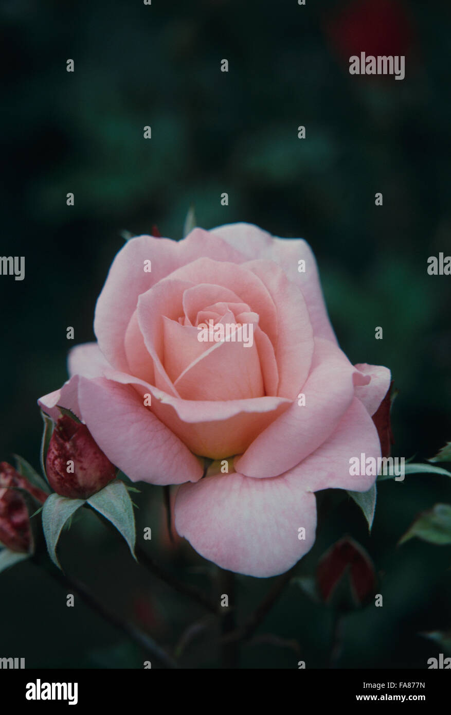 Rosa 'Elizabeth of Glamis', Floribunda rose, one of a cluster of ...