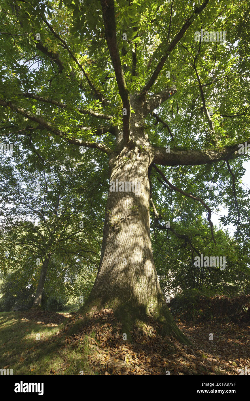 Spanish (or Sweet) Chestnut tree in the garden in September at Cotehele ...