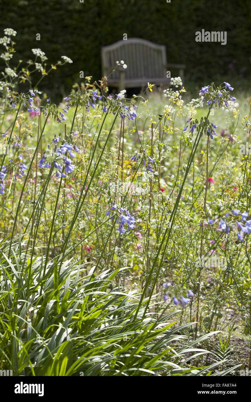 Flowers in the garden in September at Cotehele, Cornwall Stock Photo ...