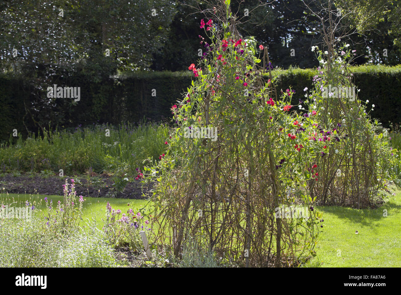 Wigwam sweet pea garden hi-res stock photography and images - Alamy