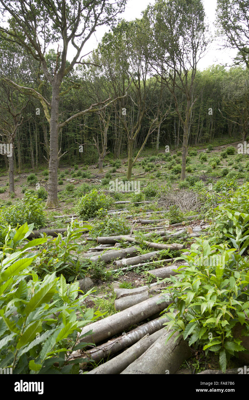Coppicing at Hindhead Common, Surrey Stock Photo - Alamy