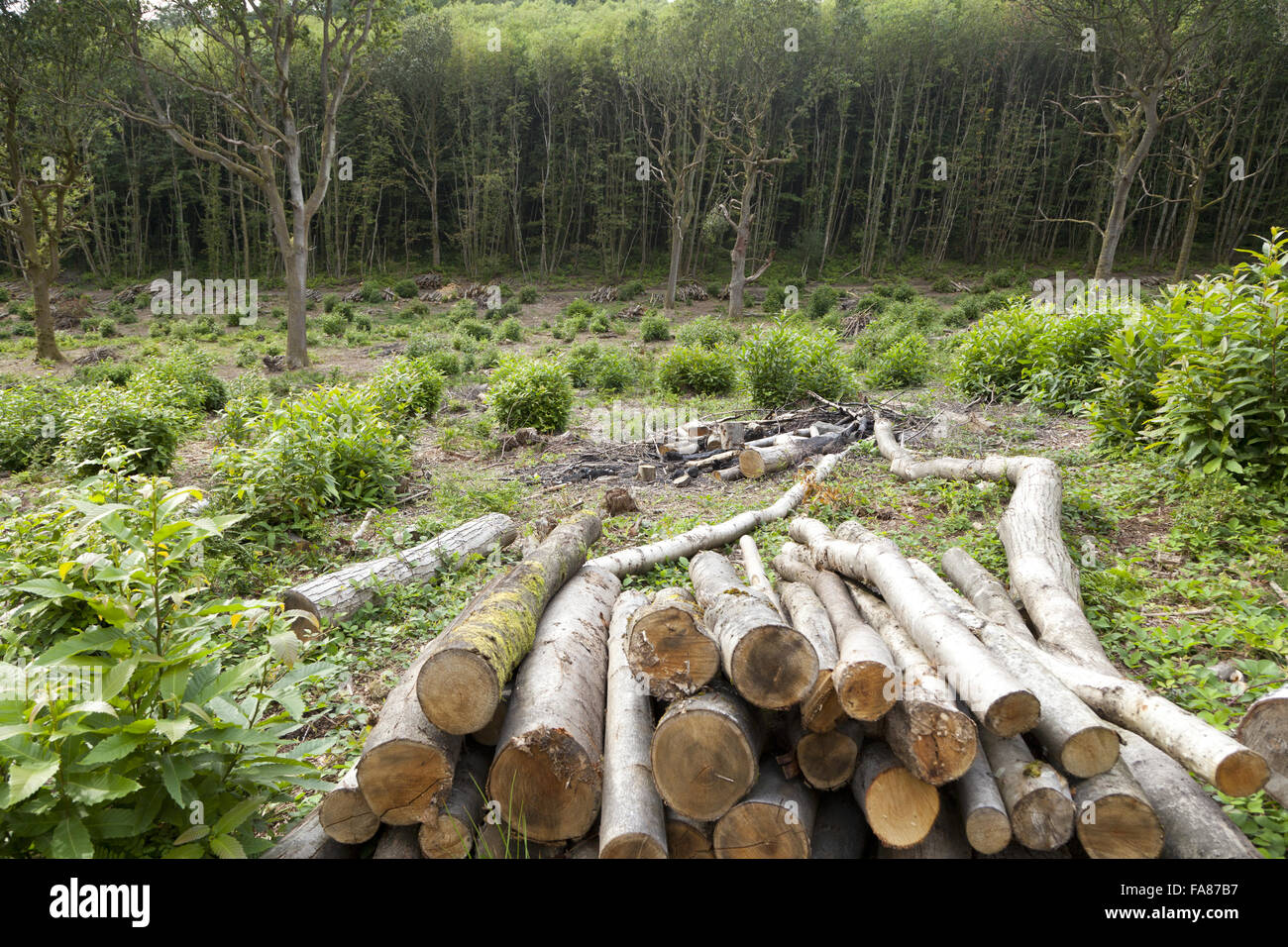 Hindheadgallery hi-res stock photography and images - Alamy