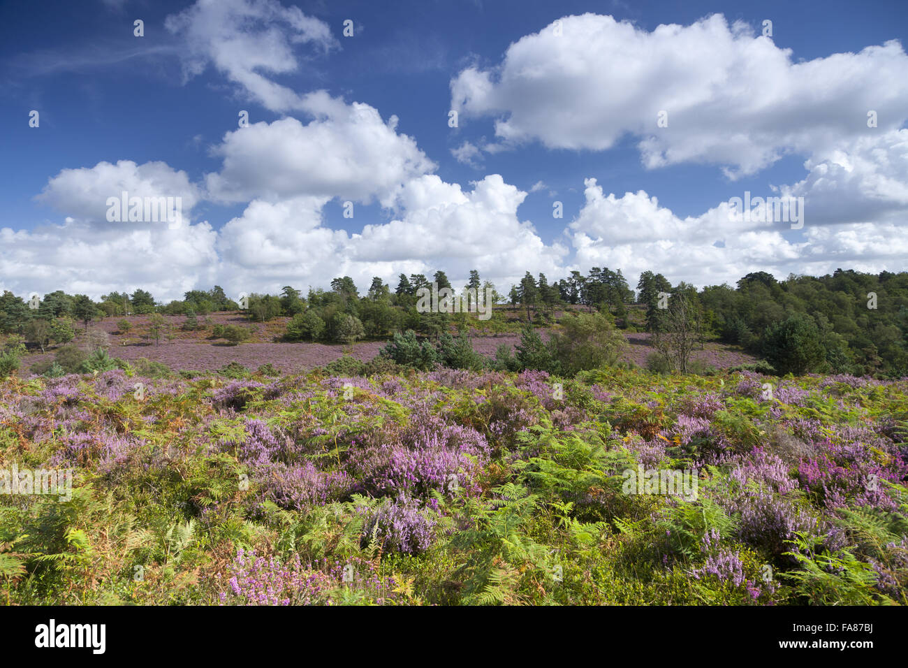 Hindhead Common, Surrey Stock Photo - Alamy