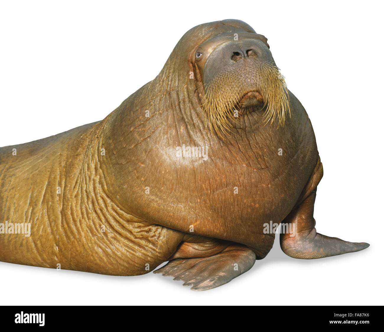 Walrus flipper hi-res stock photography and images - Alamy