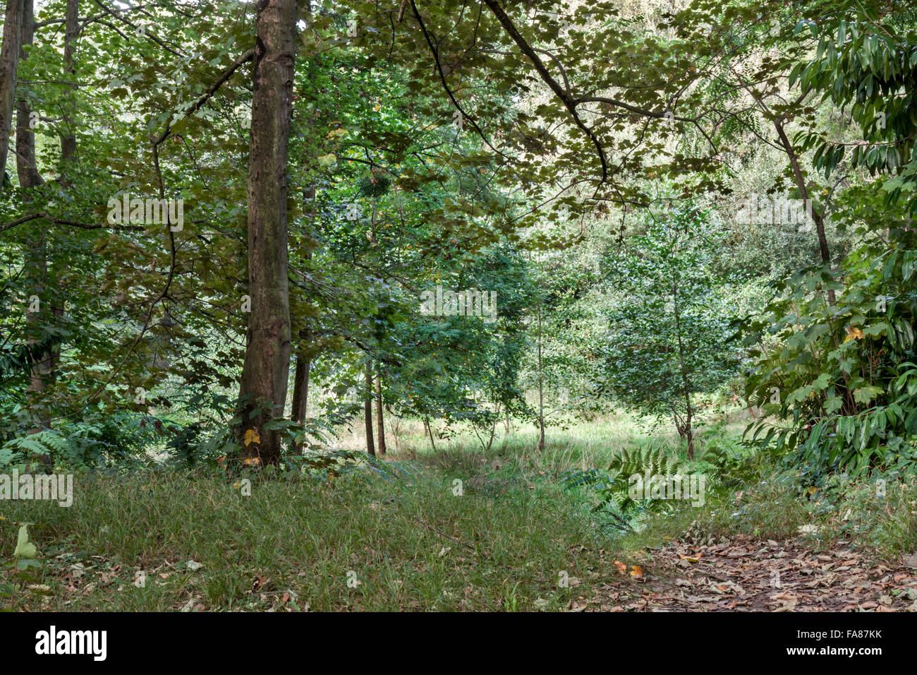 a horizontal frontal view of some trees with a path in a forest Stock ...