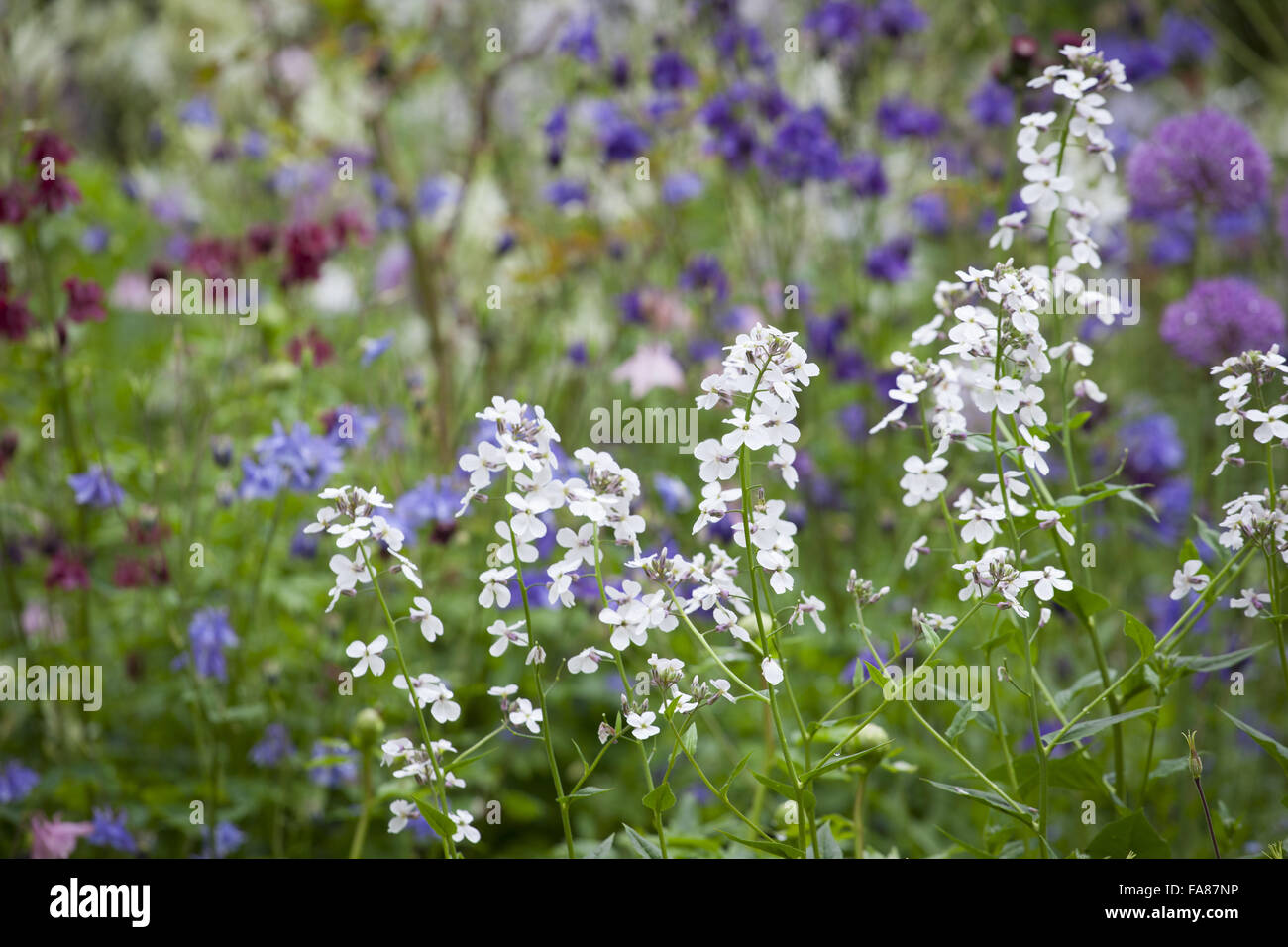 Hesperis matronalis, Sweet Rocket, Dame's violet, at Hidcote ...