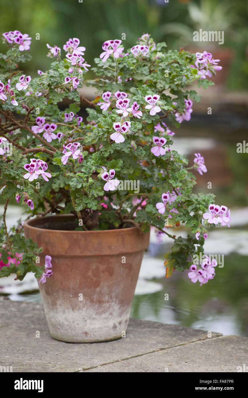 Pelargonium pots hi-res stock photography and images - Alamy
