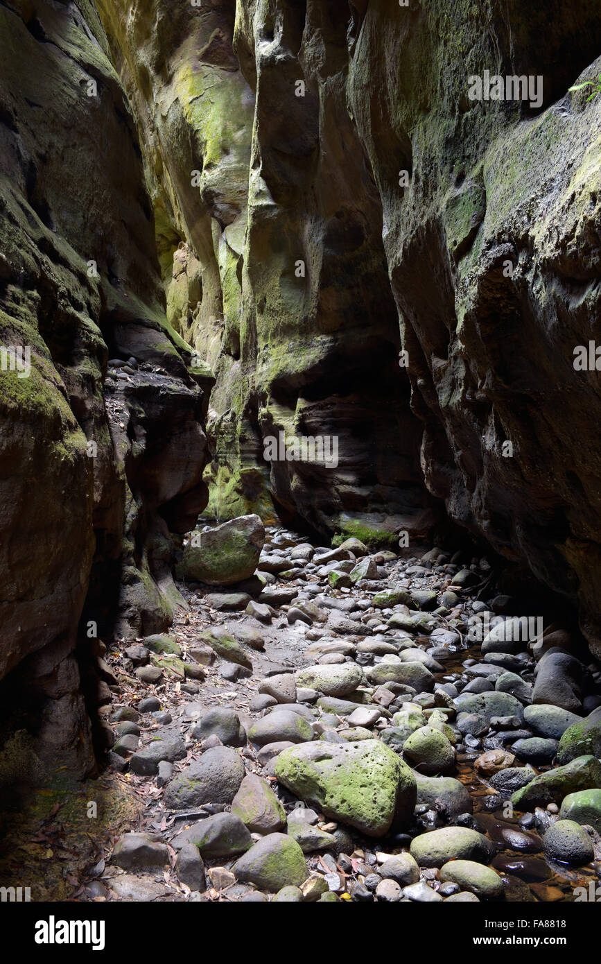Carnarvon Gorge Carnarvon national park Queensland Australia Stock ...