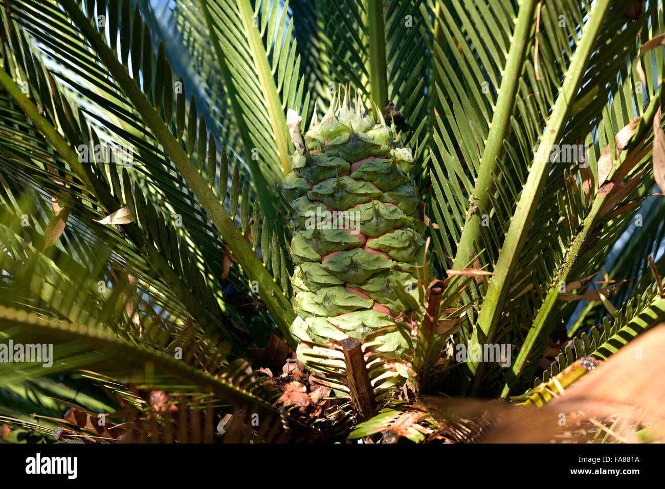 Carnarvon Gorge national park Queensland Australia cycad macrozamia ...