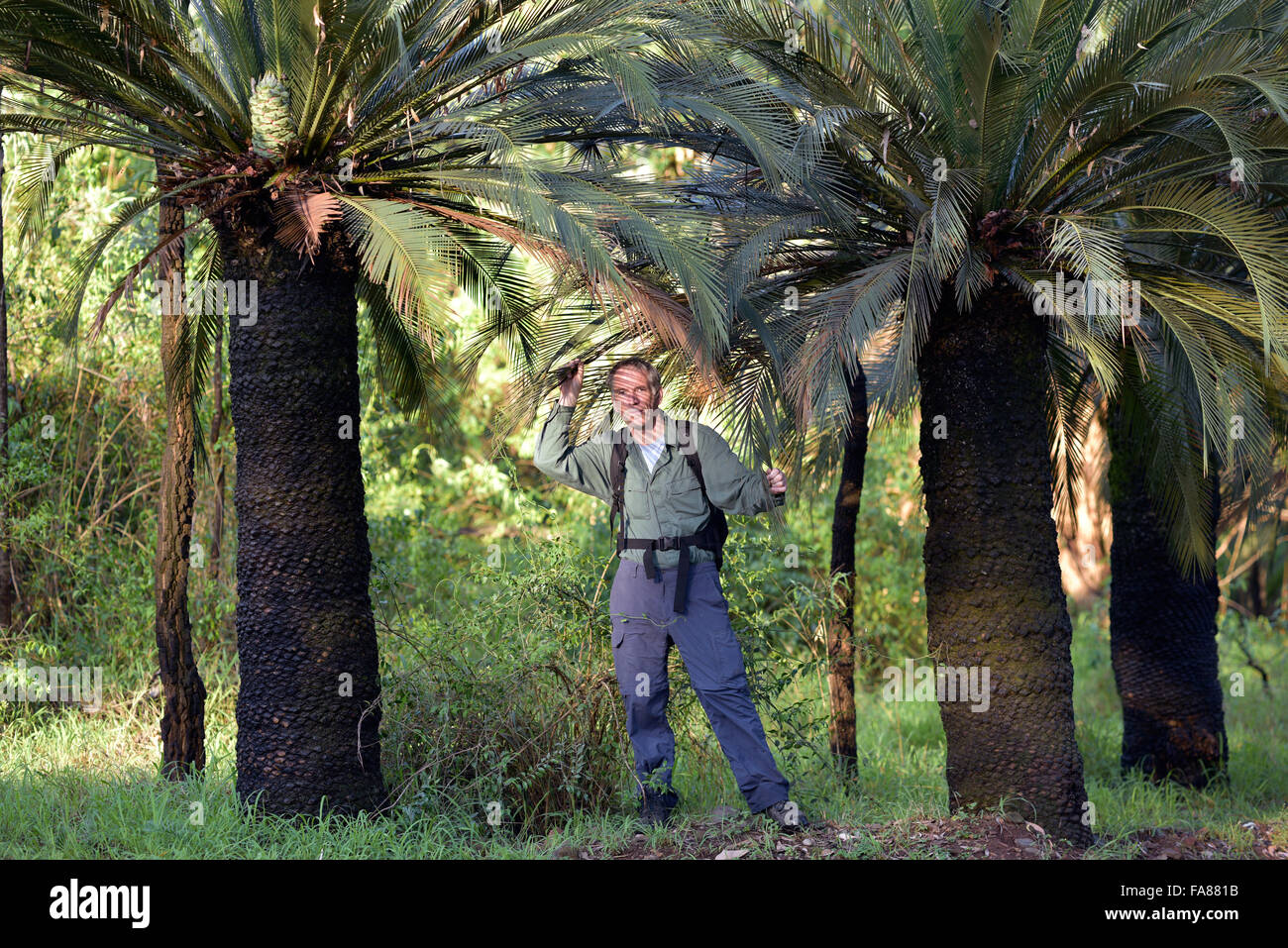 Carnarvon Gorge national park Queensland Australia Macrozamia moorei ...