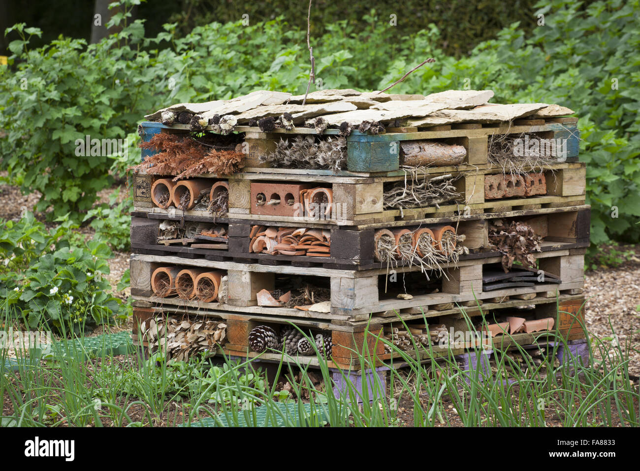Pile of pallets for encouraging insects at Hidcote, Gloucestershire, in ...