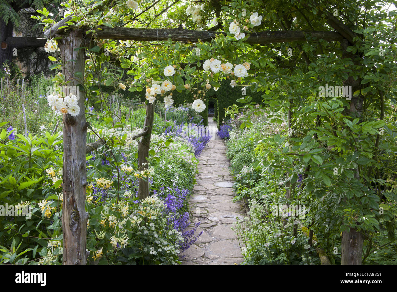 Rosa 'Goldfinch' and honeysuckle growing over an arch in The Old Garden ...