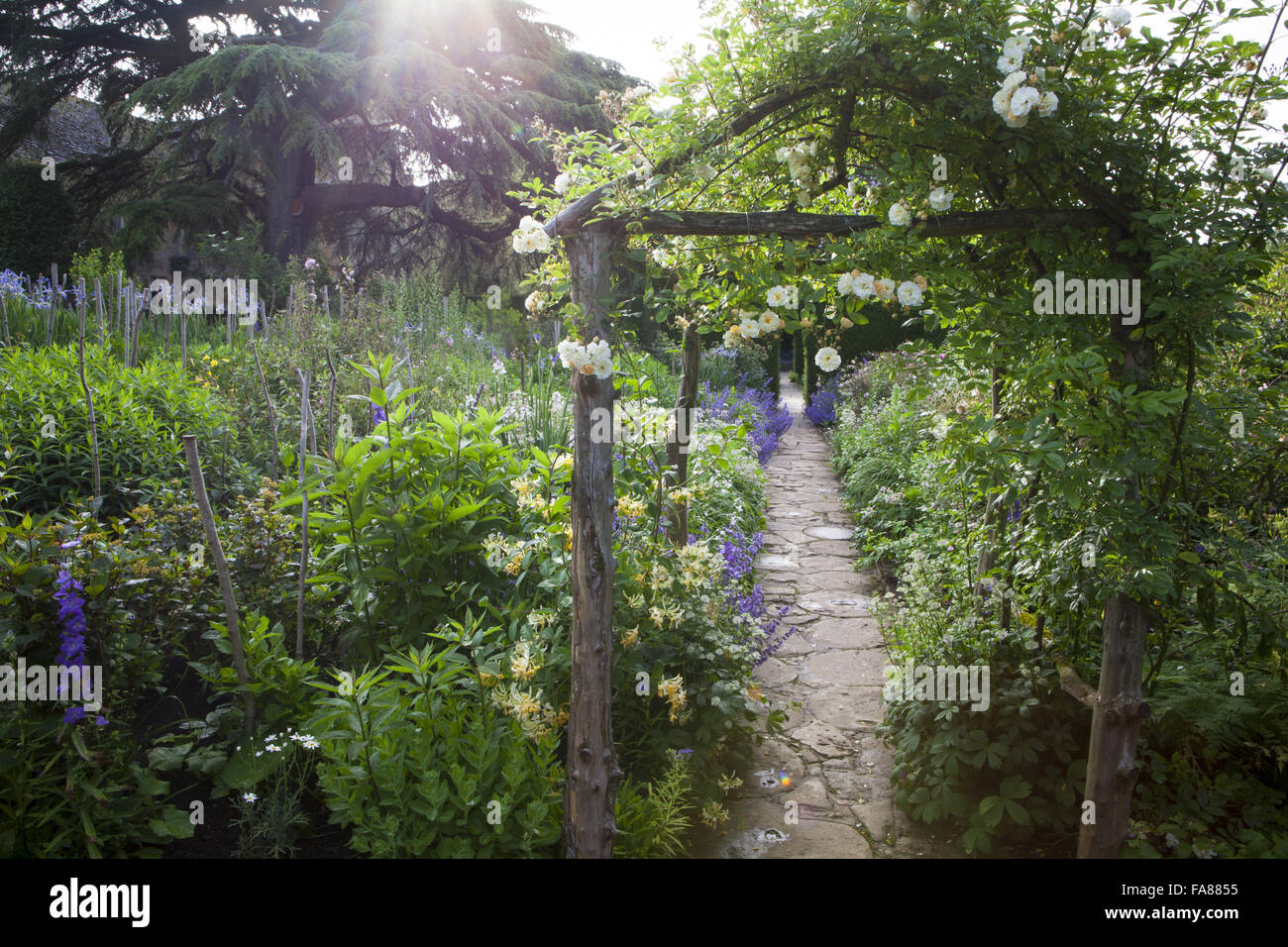 Rosa 'Goldfinch' and honeysuckle growing over an arch in The Old Garden ...
