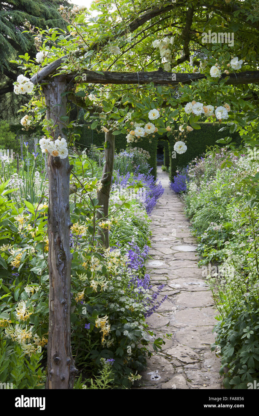 Rosa 'Goldfinch' and honeysuckle growing over an arch in The Old Garden ...