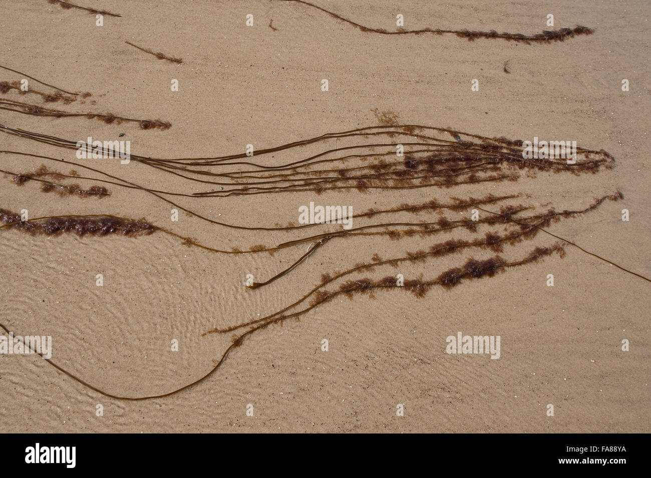 Dead man's rope, sea lace, Glatte Meersaite, Gemeine Meersaite ...