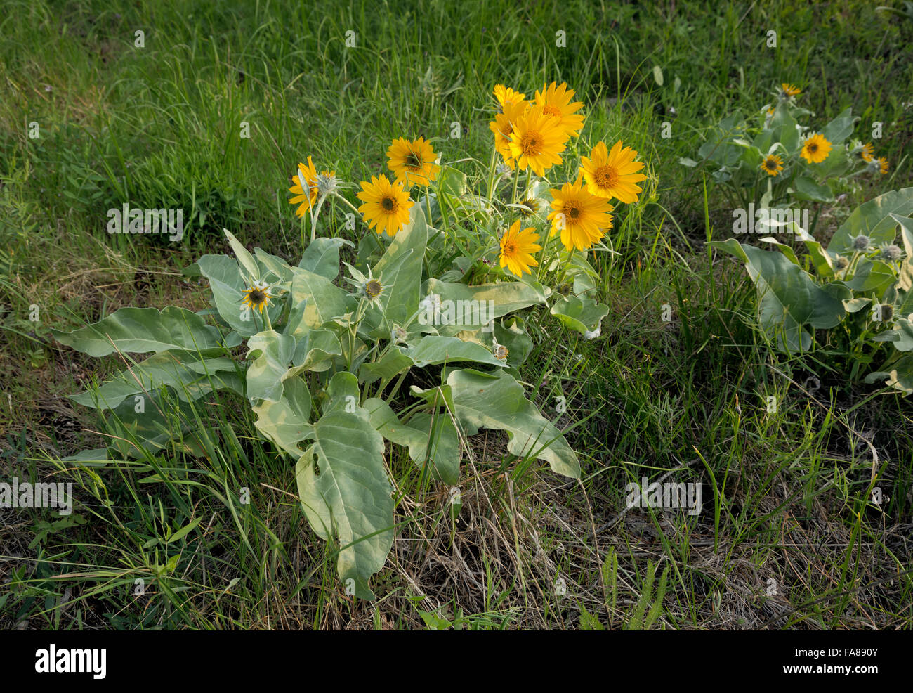 Wildflowers and grass hi-res stock photography and images - Alamy