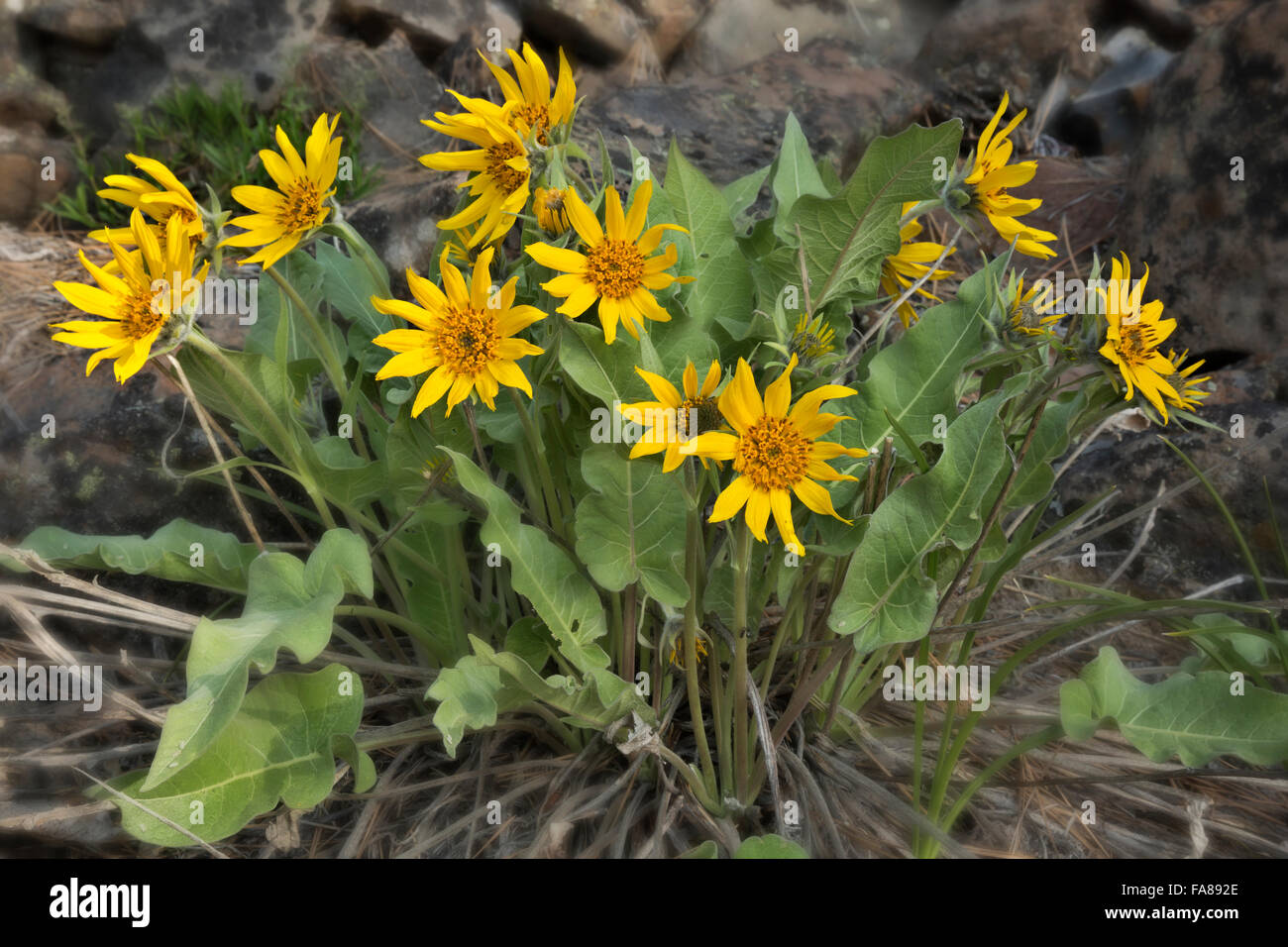 WA12446-00...WASHINGTON - Balsamroot blooming along the Colockum Pass ...