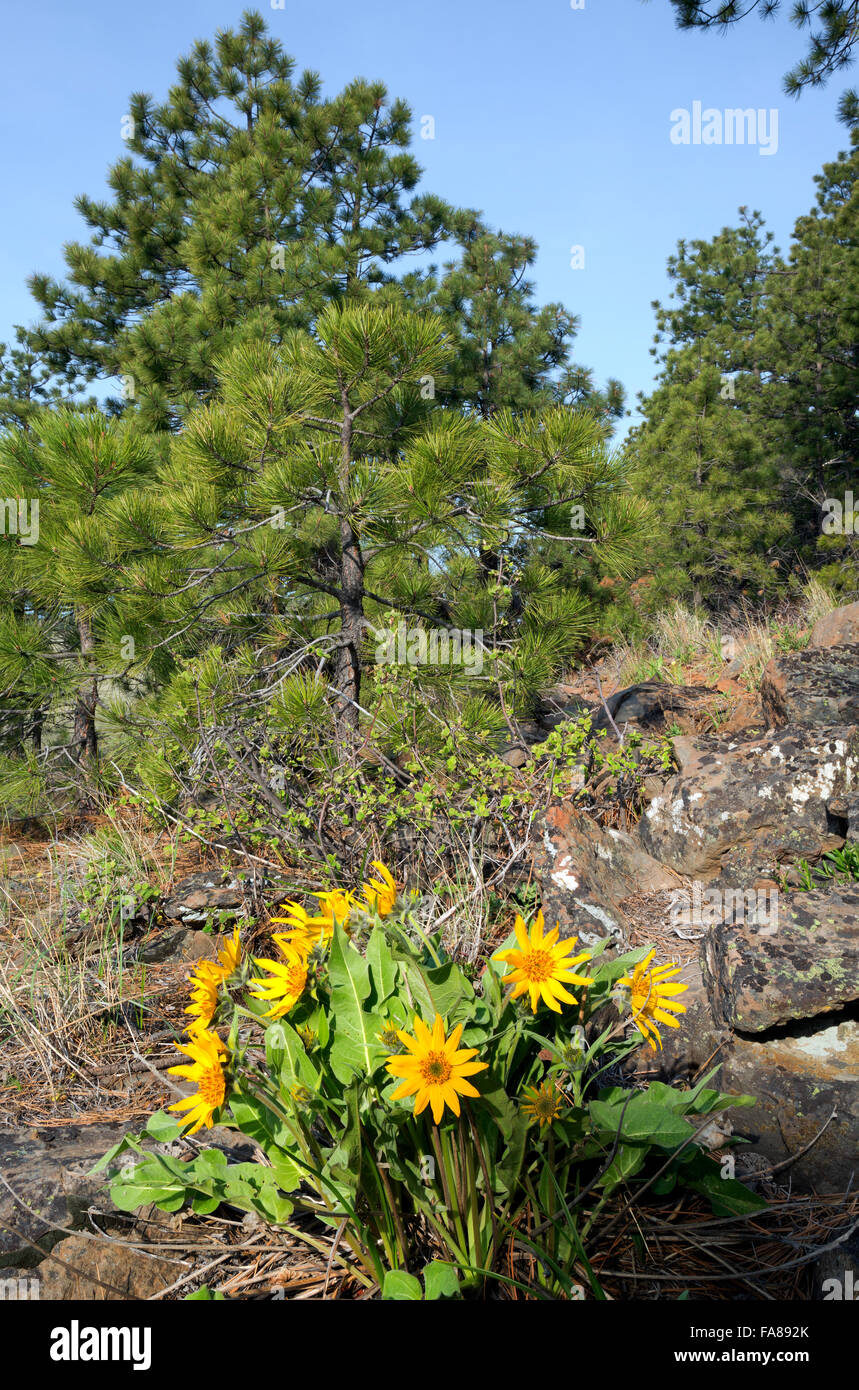 WA12447-00...WASHINGTON - Balsamroot blooming along the Colockum Pass ...