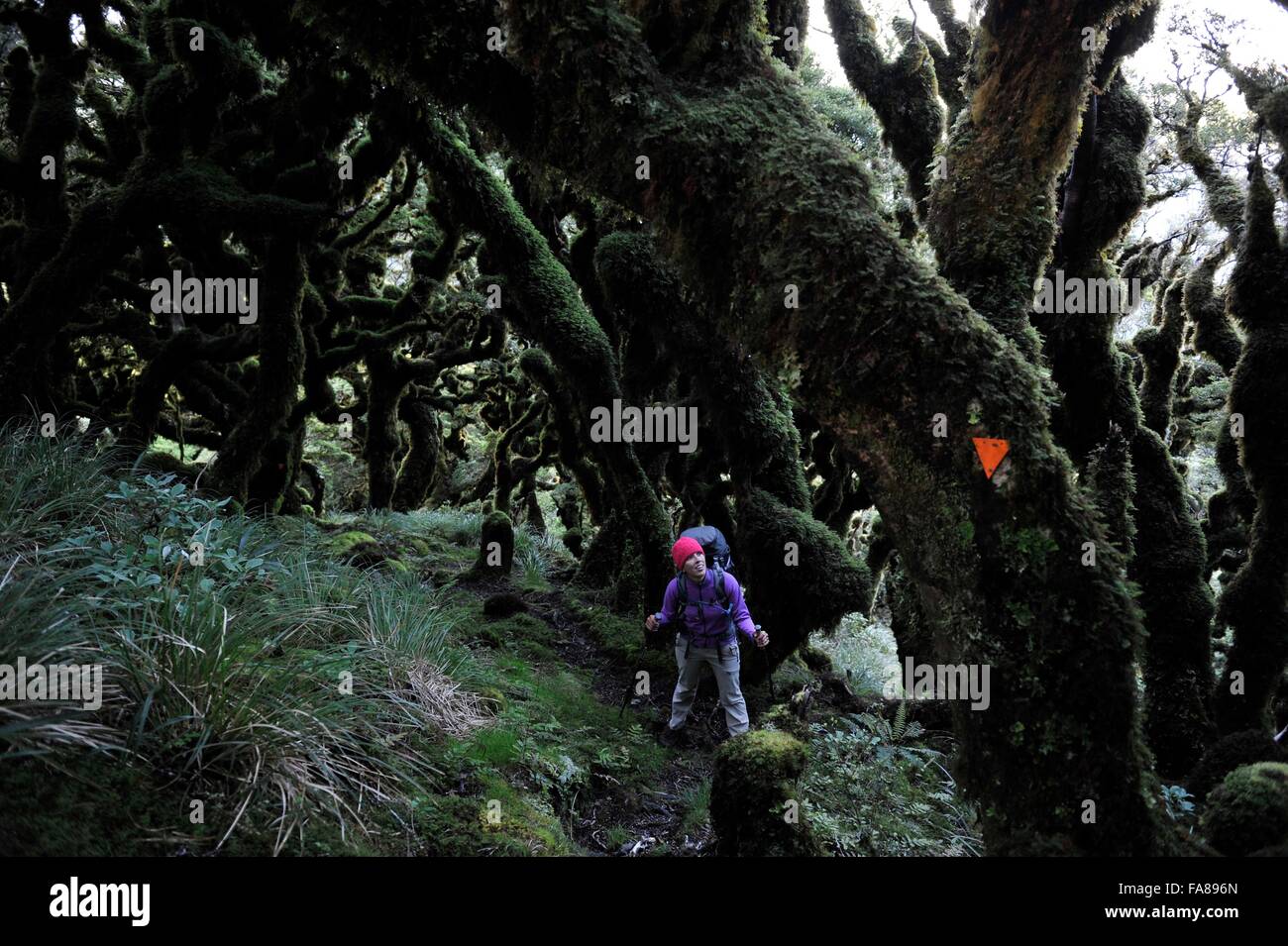 Tararua ridge hi-res stock photography and images - Alamy