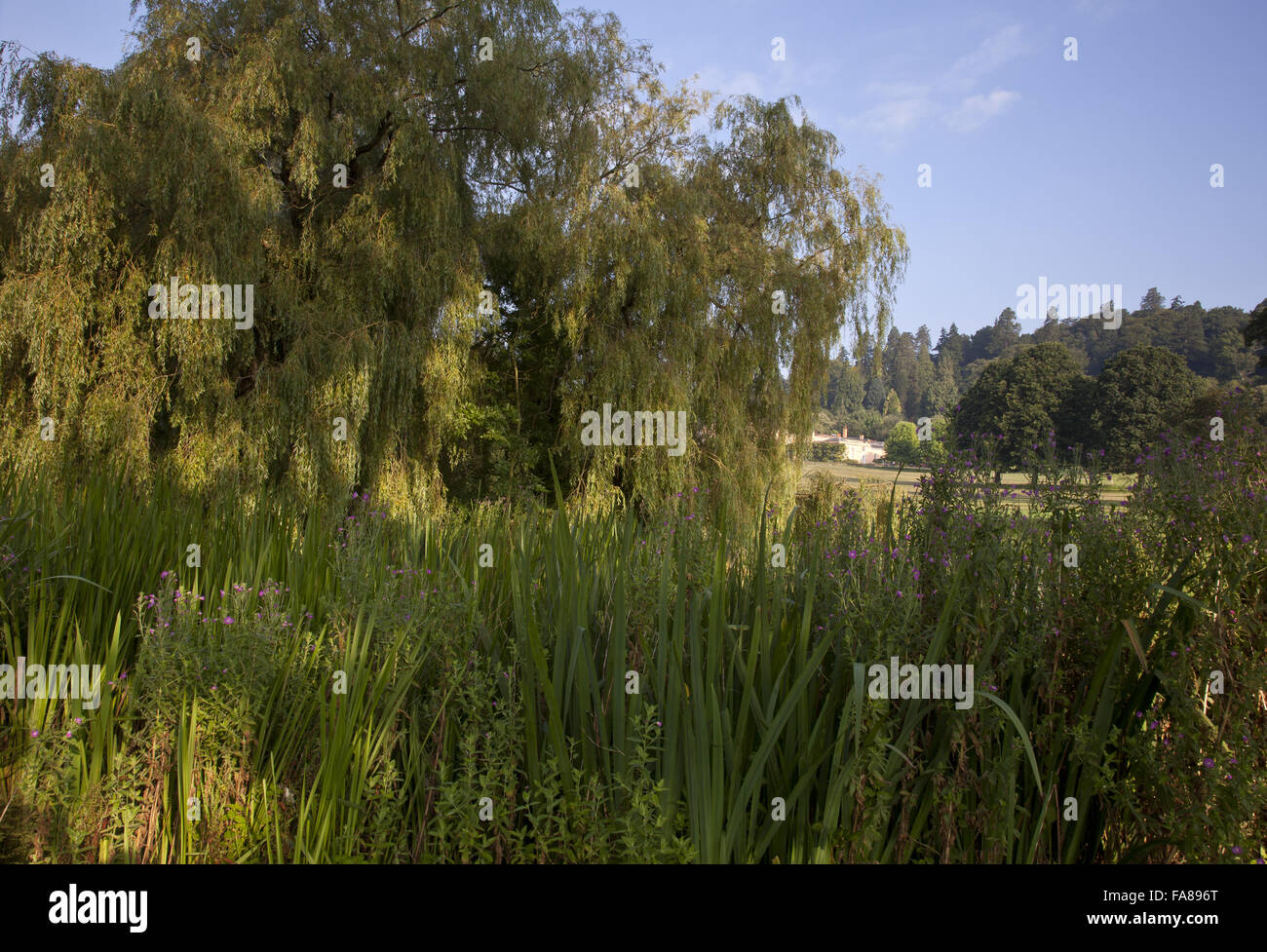 The park at Killerton, Devon, in August Stock Photo - Alamy