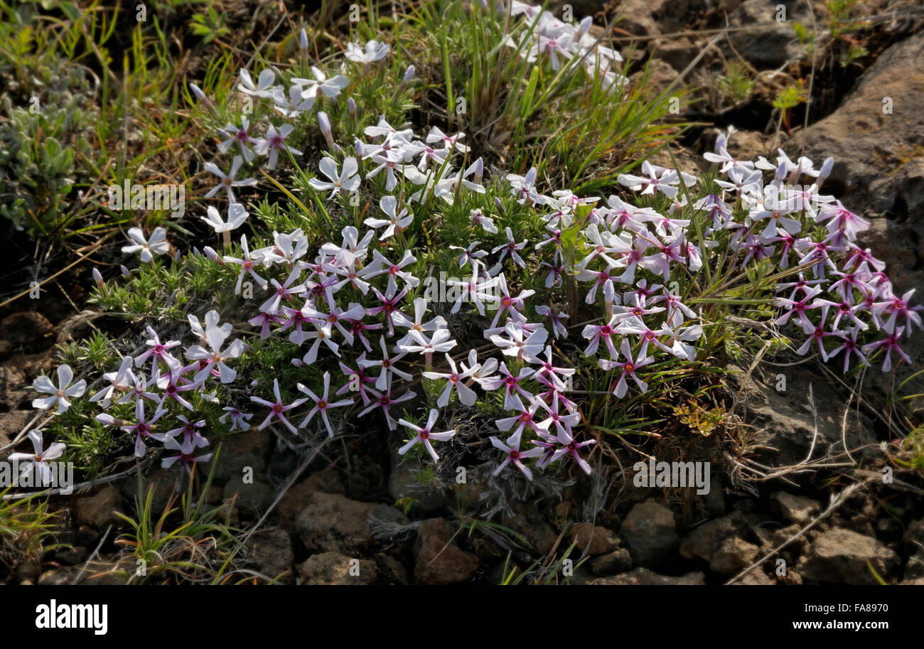 WA12450-00...WASHINGTON - Phlox blooming along the Colockum Pass Road ...