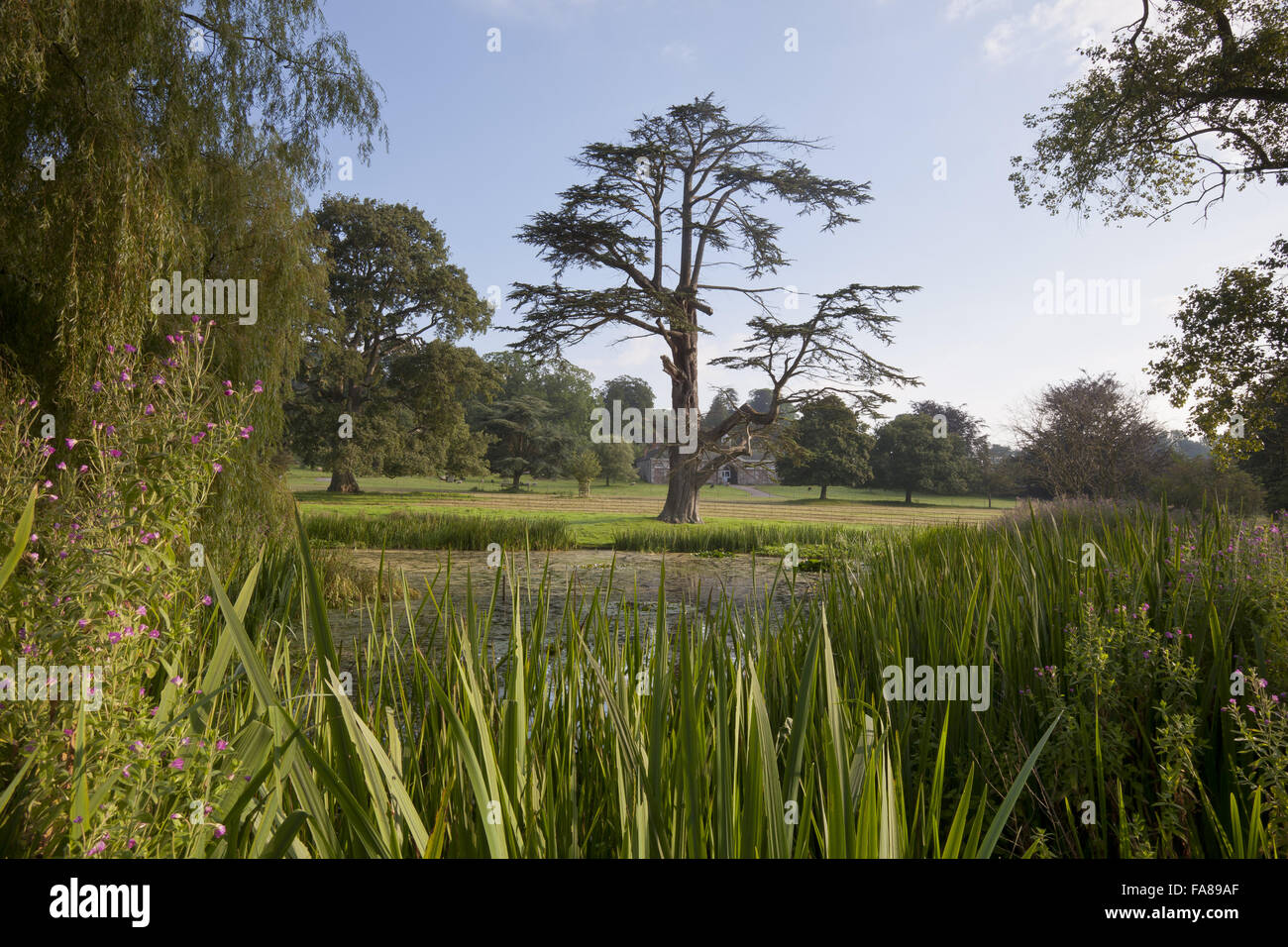 The park at Killerton, Devon, in August Stock Photo - Alamy