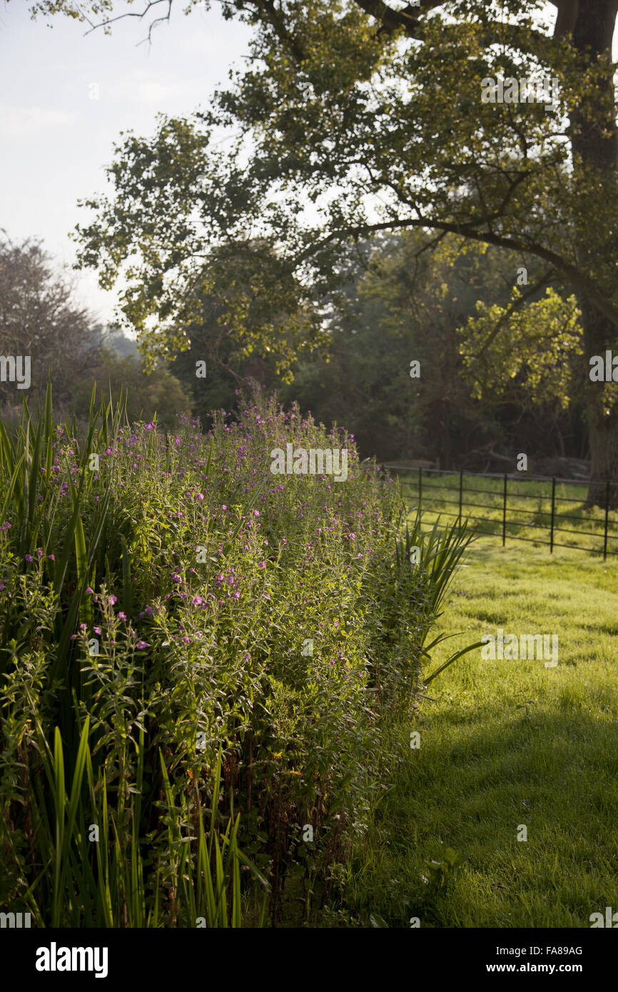 The park at Killerton, Devon, in August Stock Photo - Alamy
