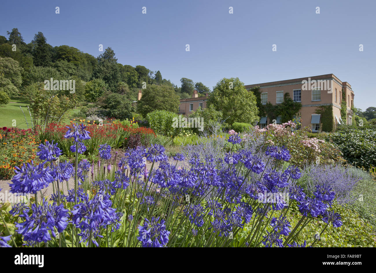 Agapanthus in the border in the garden at Killerton, Devon, in August ...