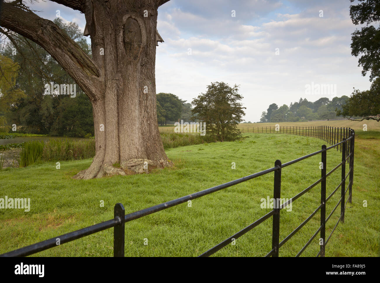 The park at Killerton, Devon, in August Stock Photo - Alamy