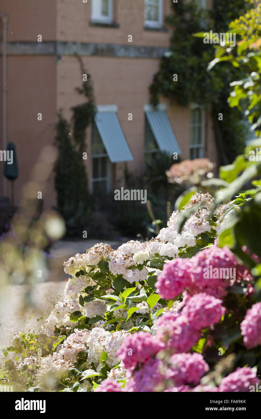 Flowers in the foreground at Killerton, Devon, in August Stock Photo ...