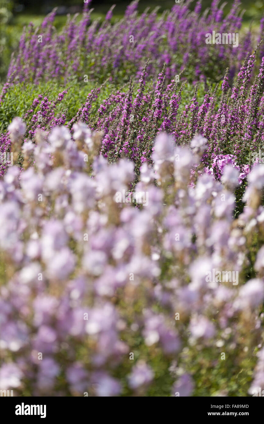 Flowers in the garden at Killerton, Devon, in August Stock Photo - Alamy