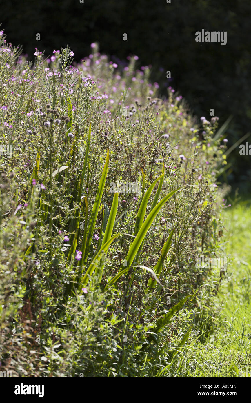 Flowers in the garden at Killerton, Devon, in August Stock Photo - Alamy