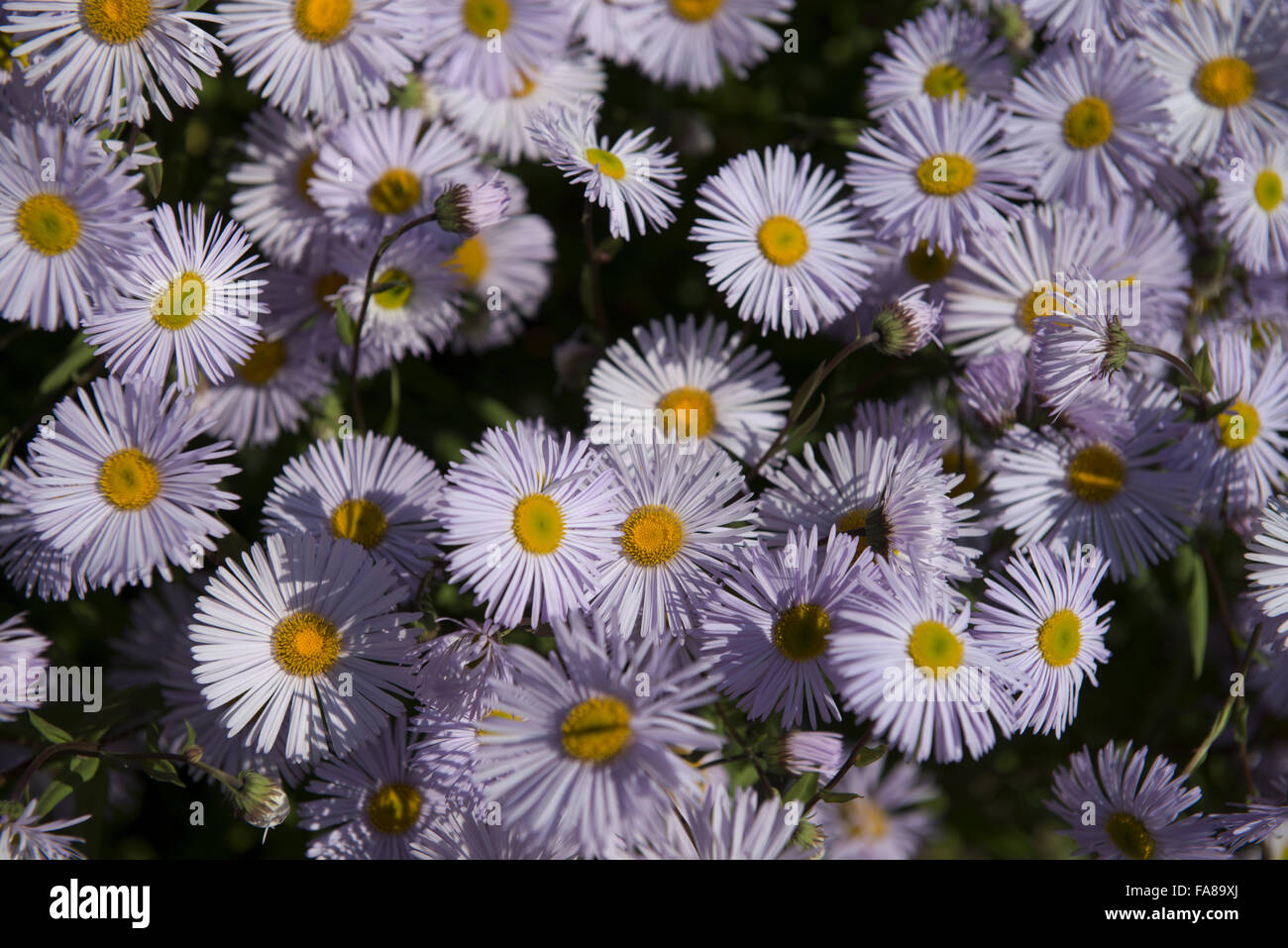Michaelmas daisies (Asters) flowering in the gardens of Tredegar House ...