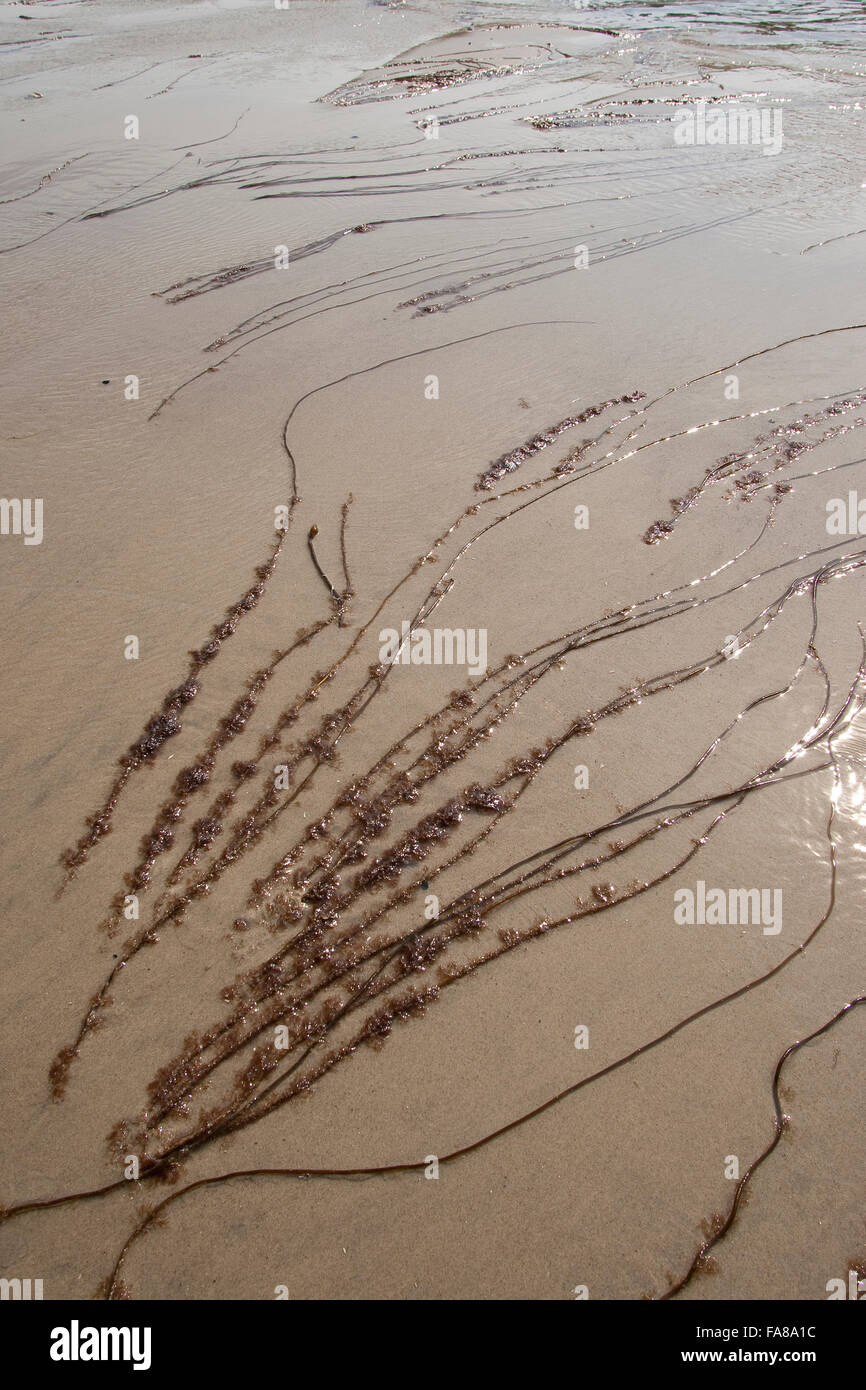 Dead man's rope, sea lace, Glatte Meersaite, Gemeine Meersaite ...