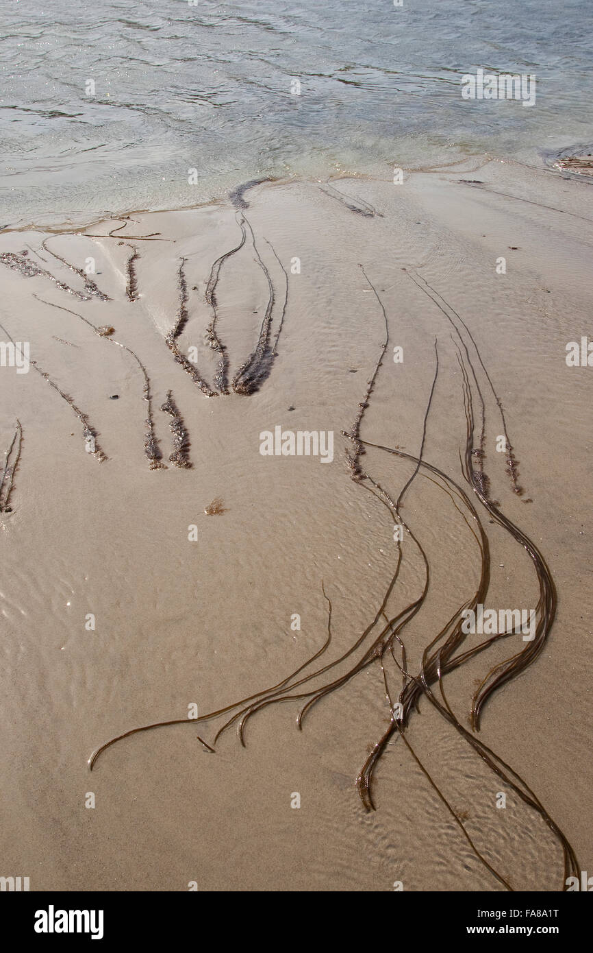 Dead man's rope, sea lace, Glatte Meersaite, Gemeine Meersaite ...