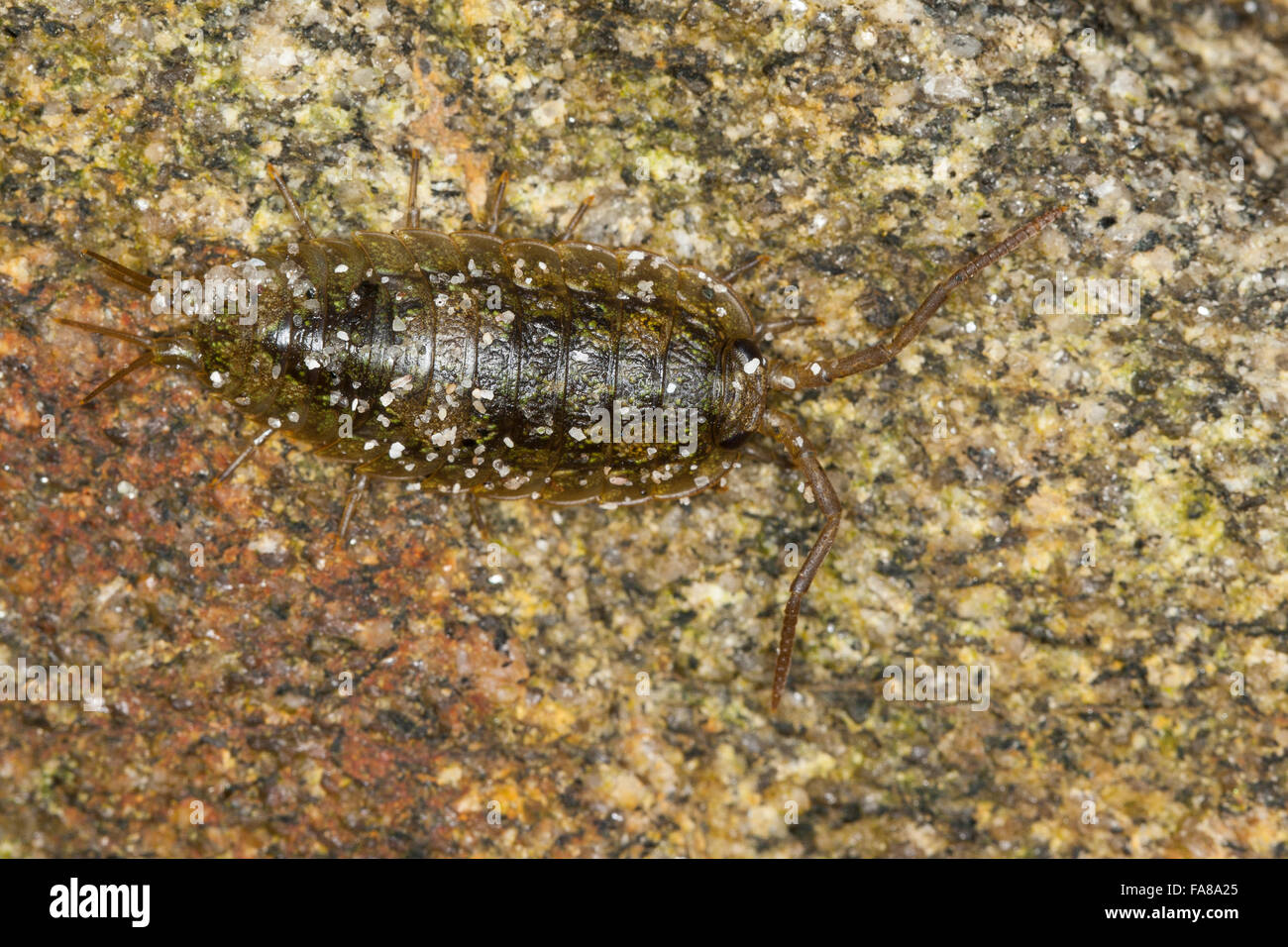Common sea slater, sea roach, littoral woodlouse, Meeres-Klippenassel ...