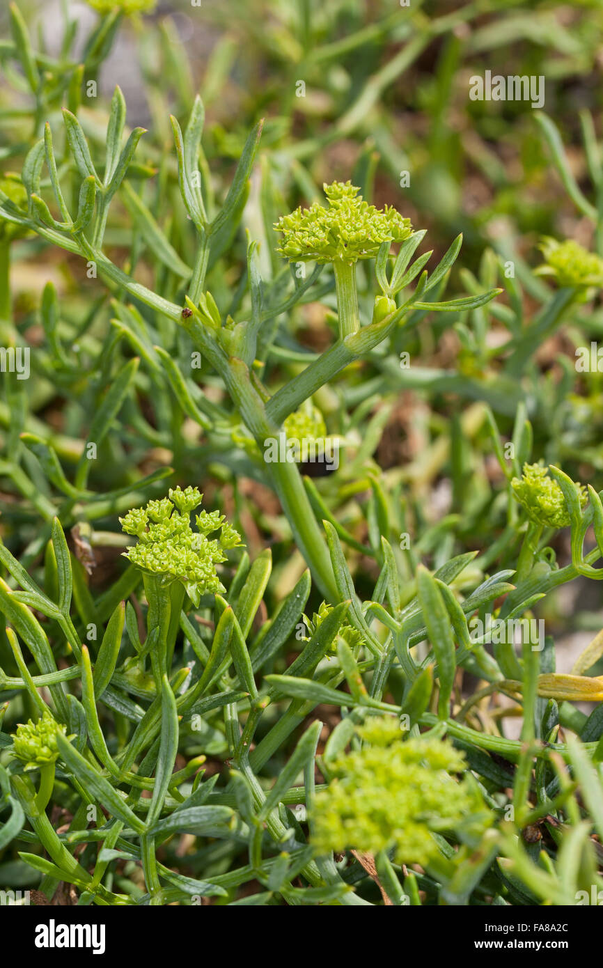 Rock samphire, Sea Fennel, Sea-Fennel, Seafennel, Meerfenchel ...