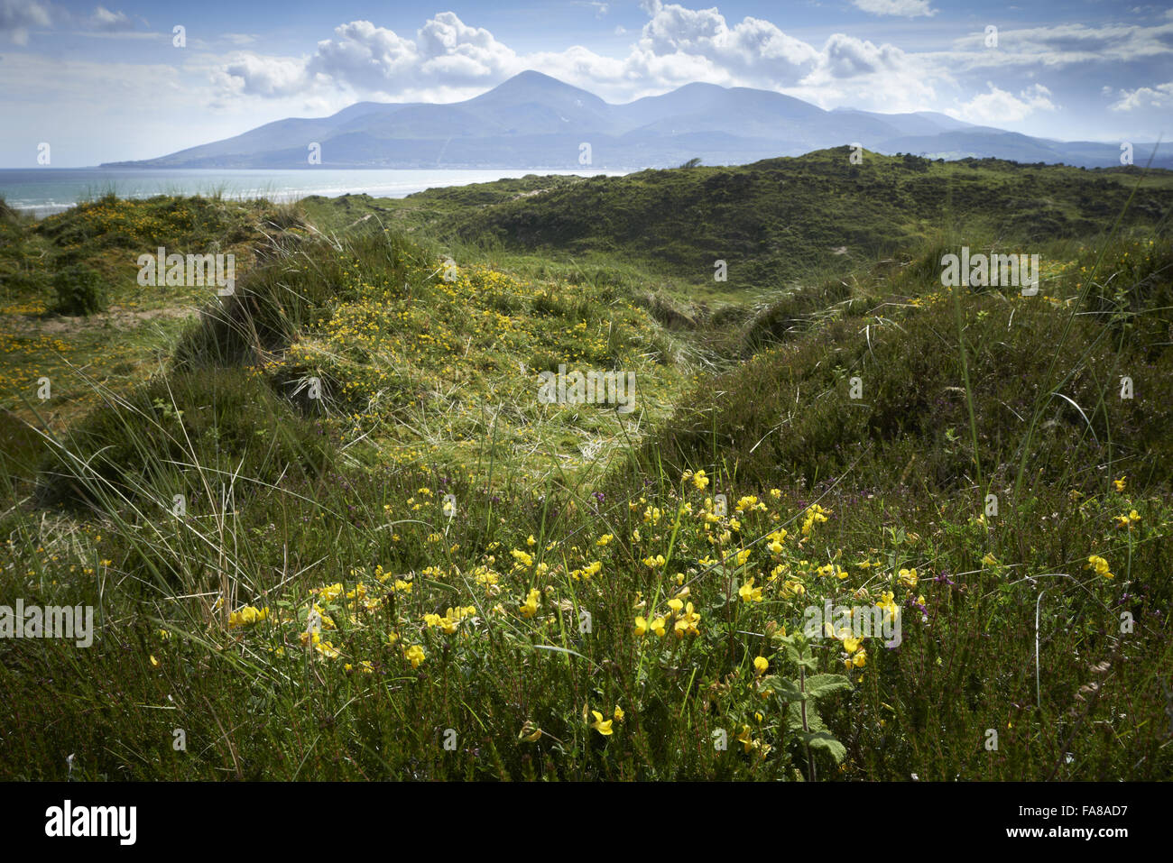View to the Mourne Mountains from Murlough National Nature Reserve ...