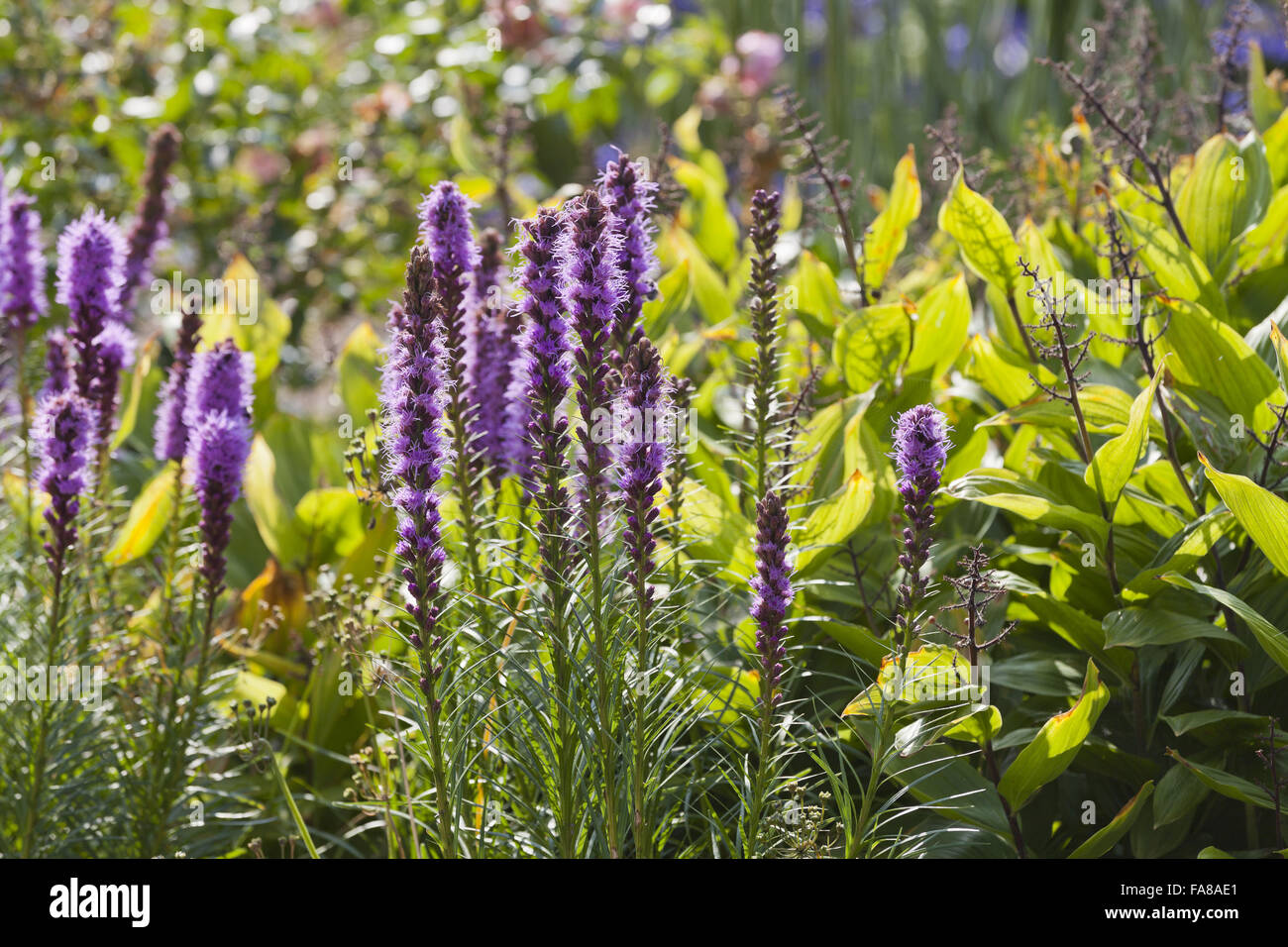 Flowers in the garden at Killerton, Devon, in August Stock Photo - Alamy