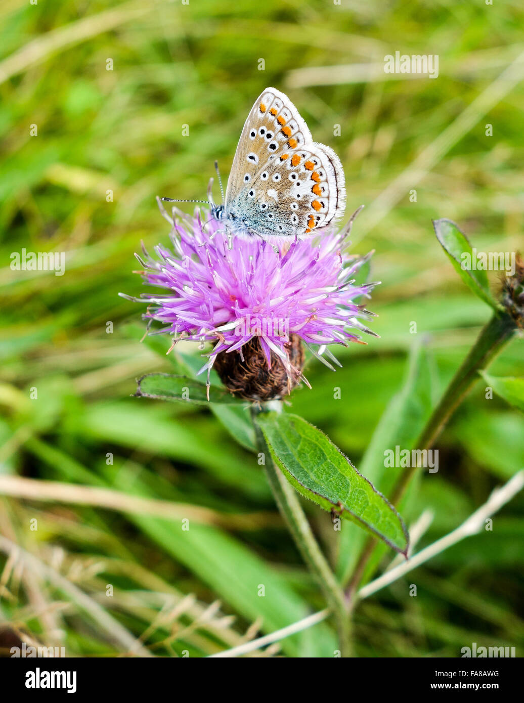 Common Blue Butterfly (Polyommatus icarus) wings closed underside on a ...
