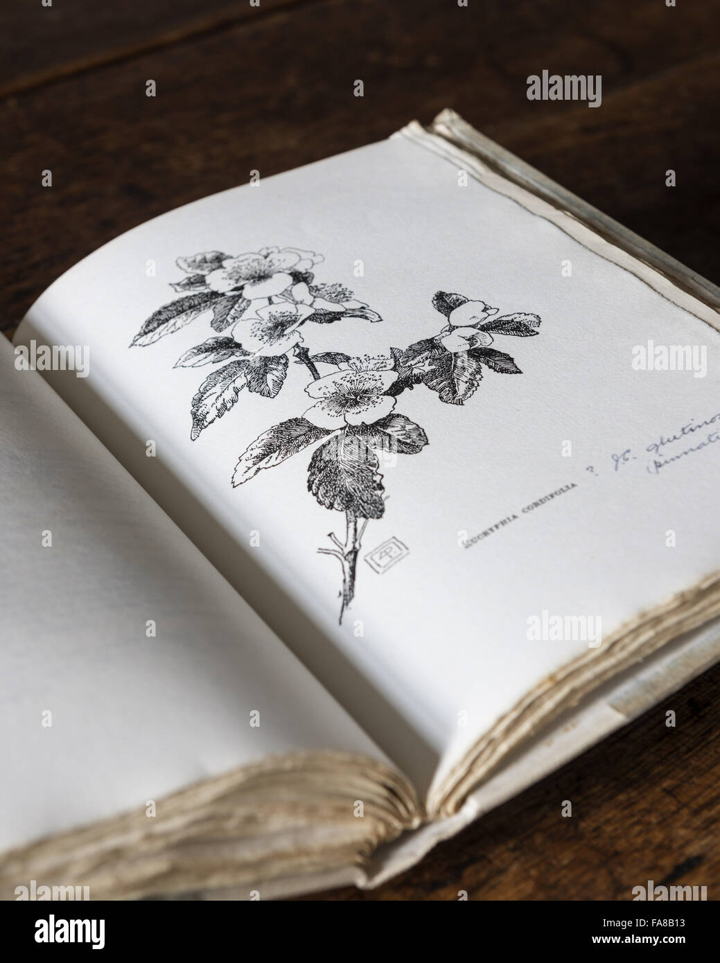 Pages from an illustrated book hi-res stock photography and images - Alamy