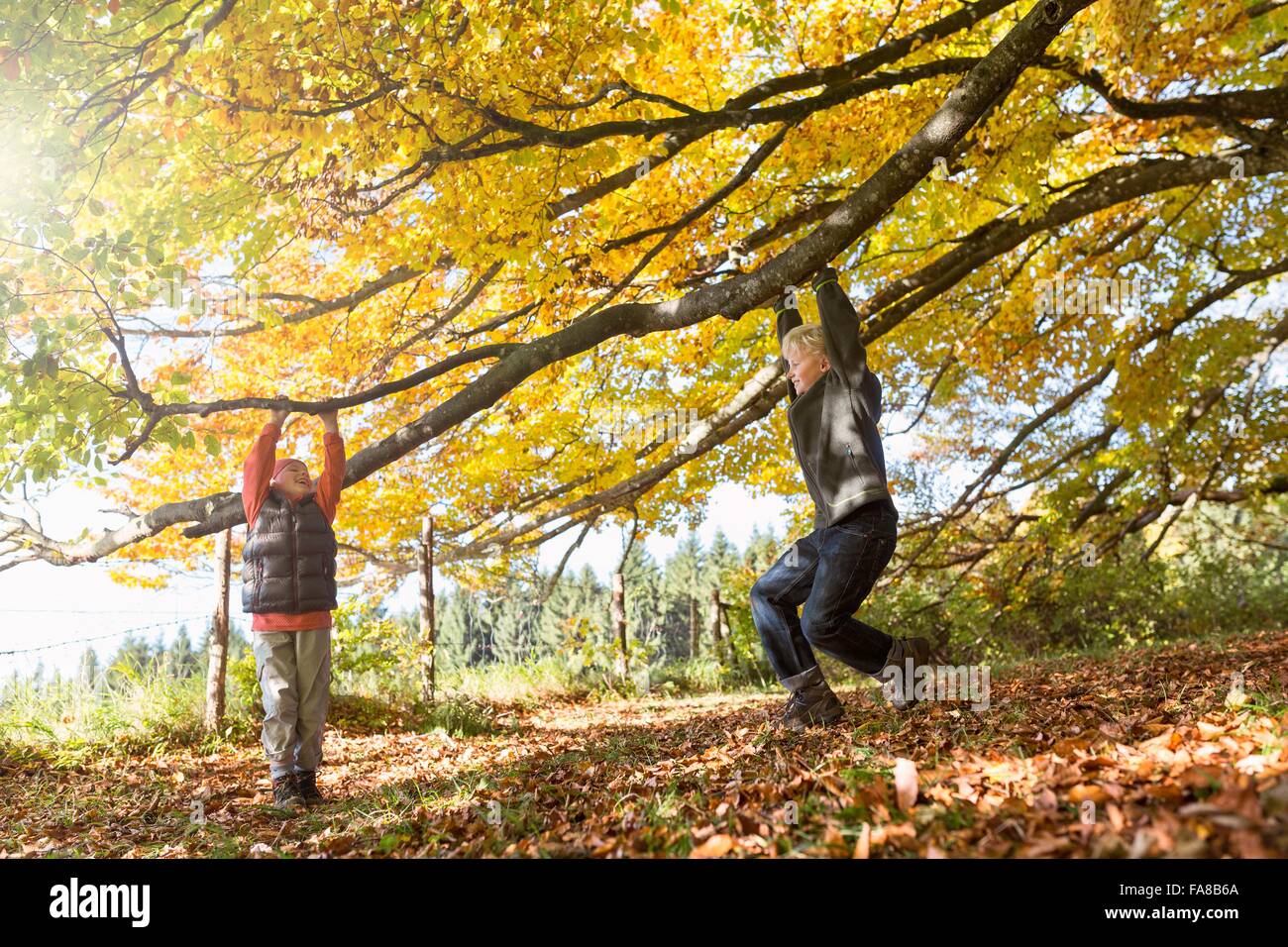 Children, arms raised, hanging off tree in autumn Stock Photo - Alamy